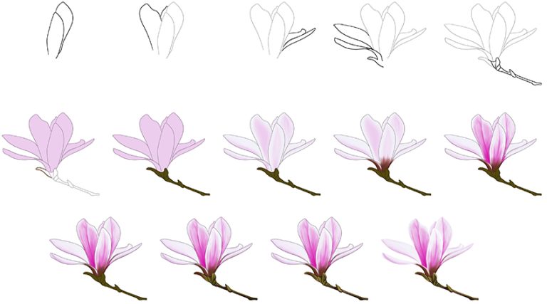 How to Draw a Magnolia Flower - A Step-by-Step Flower Art Tutorial