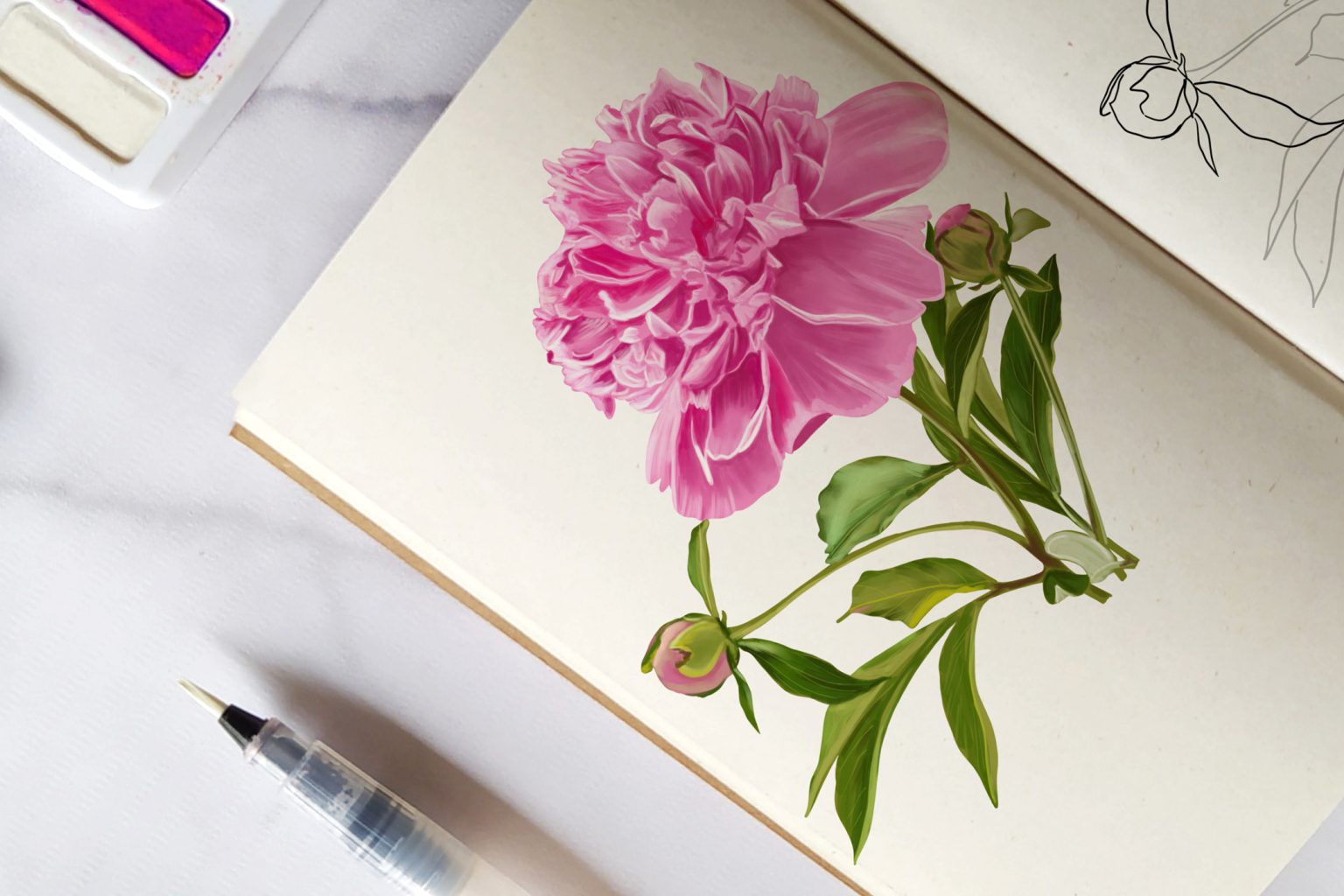How to Draw a Peony - Botanical Art Made Easy