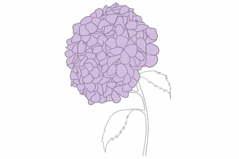 How to Draw a Hydrangea - Capture the Beauty of Hortensia