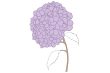 How to Draw a Hydrangea - Capture the Beauty of Hortensia
