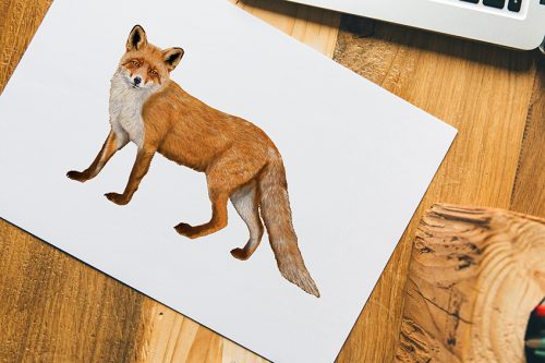 How to Draw a Fox - Learn to Make a Sneaky Fox Picture