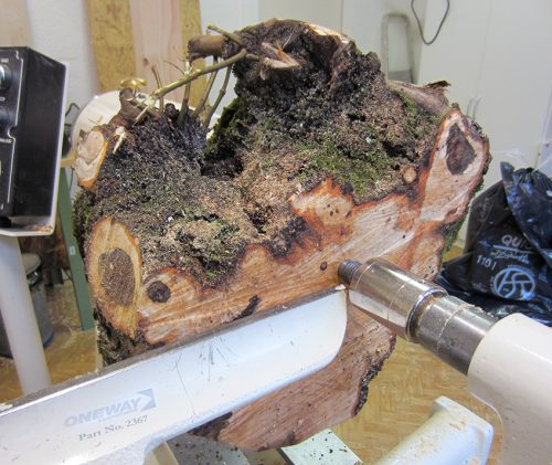 What Is Burl Wood? - All About Tree Burls