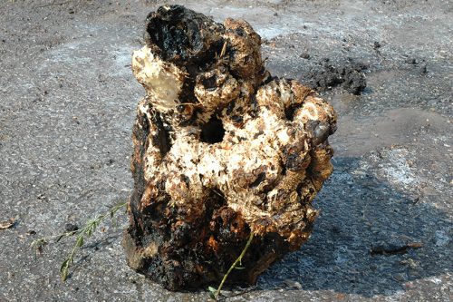 What Is Burl Wood? - All About Tree Burls