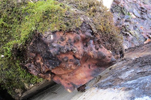 What Is Burl Wood? - All About Tree Burls