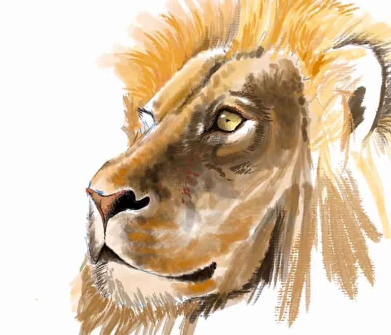 Lion Drawing – Learn How to Draw the King of Savannah